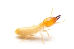 Protect Your Home From Termites This Spring! | Pest Control
