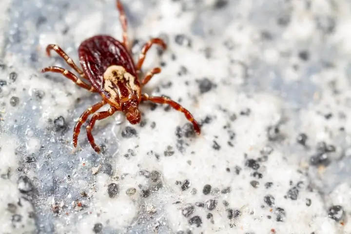 5 Common Ticks in the Southeastern U.S. | Ticks in the Southeast