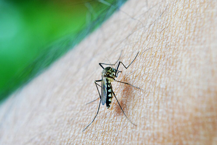 Do Mosquitoes Have a Purpose in Our Ecosystem?