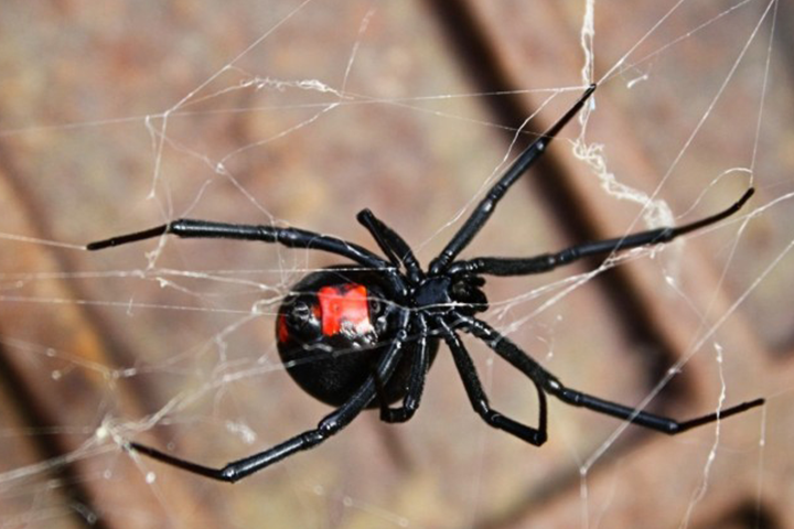 What to Know About Venomous Spiders in the Southeast USA