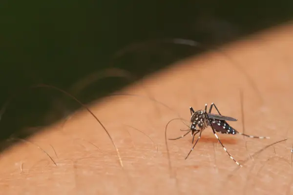 Differences Between a Crane Flies and a Mosquitoes