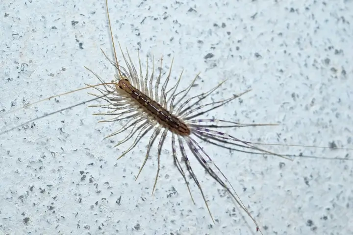 How to Identify Common Centipedes in the Southeast U.S.
