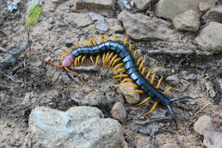How to Identify Common Centipedes in the Southeast U.S.