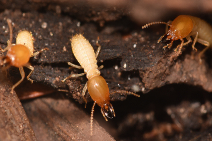 What Do Termites Look Like? Covington, GA Homeowner's Identification Guide